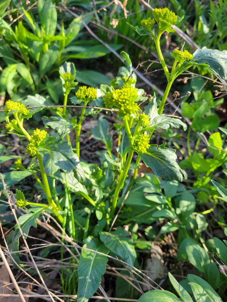 Golden Alexander Seeds - Zizia Aurea - J3natives - 150 Seeds - Etsy