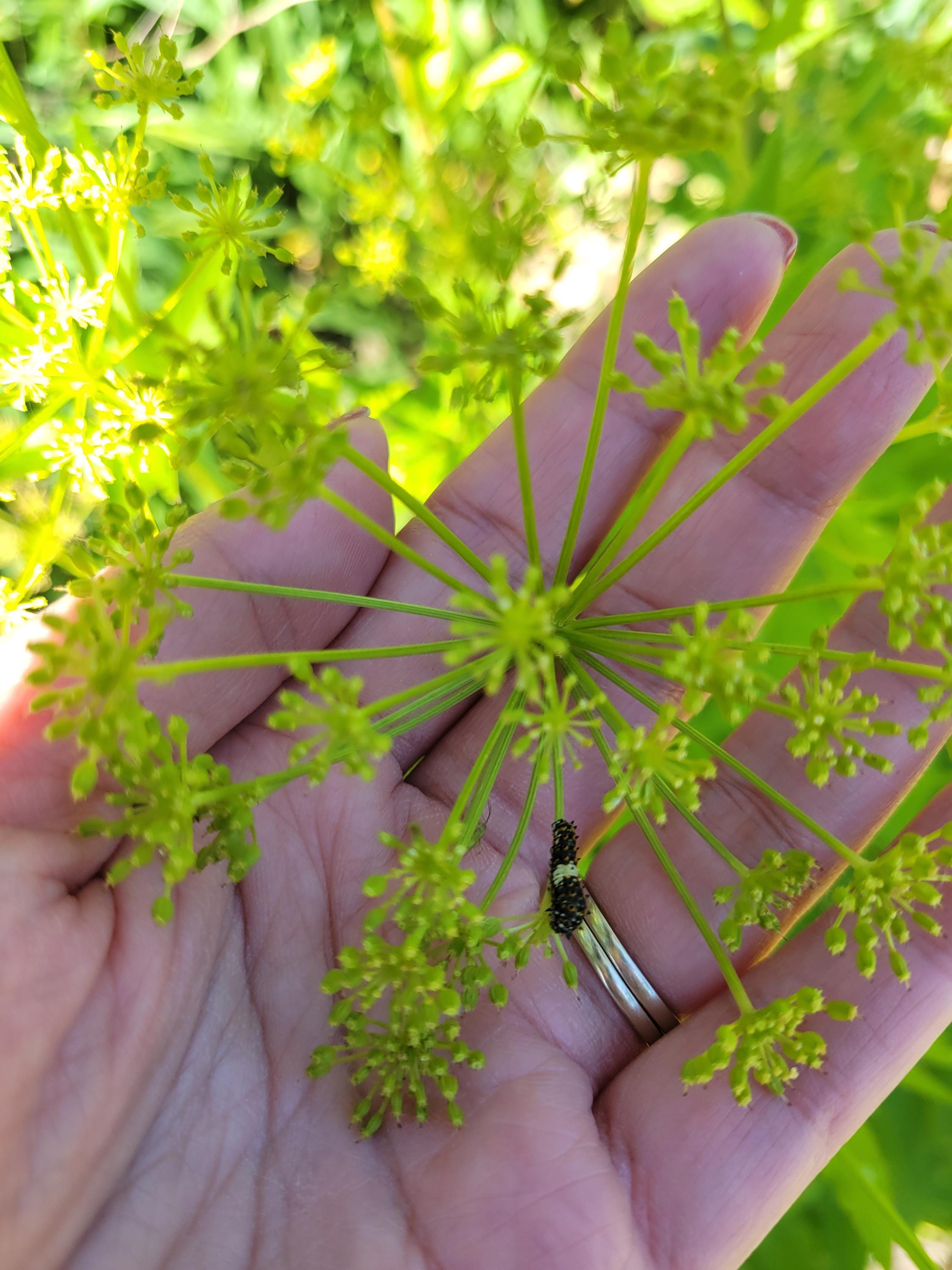 Golden Alexander Seeds - Zizia Aurea - J3natives - 150 Seeds - Etsy