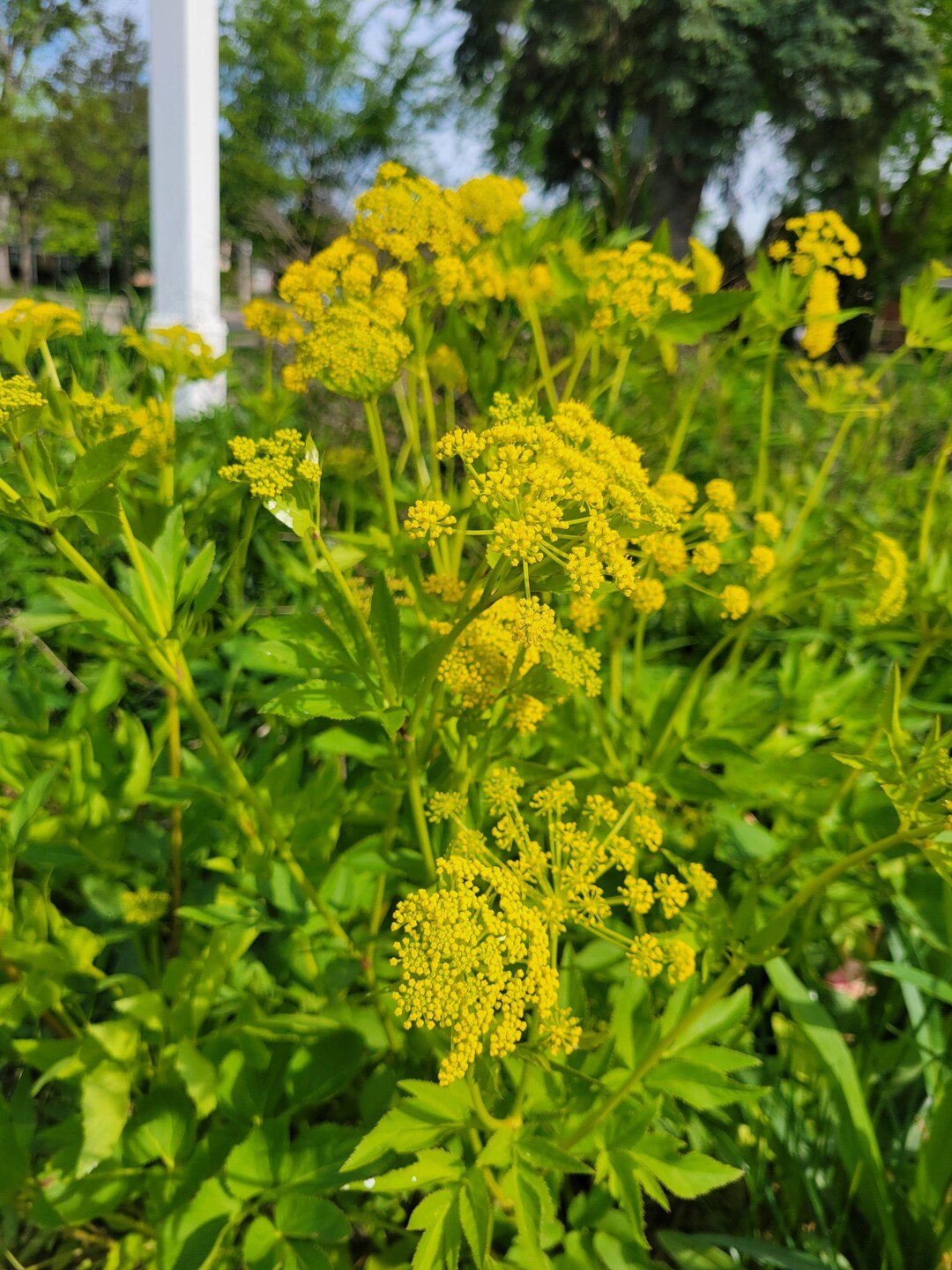 Golden Alexander Seeds - Zizia Aurea - J3natives - 150 Seeds - Etsy