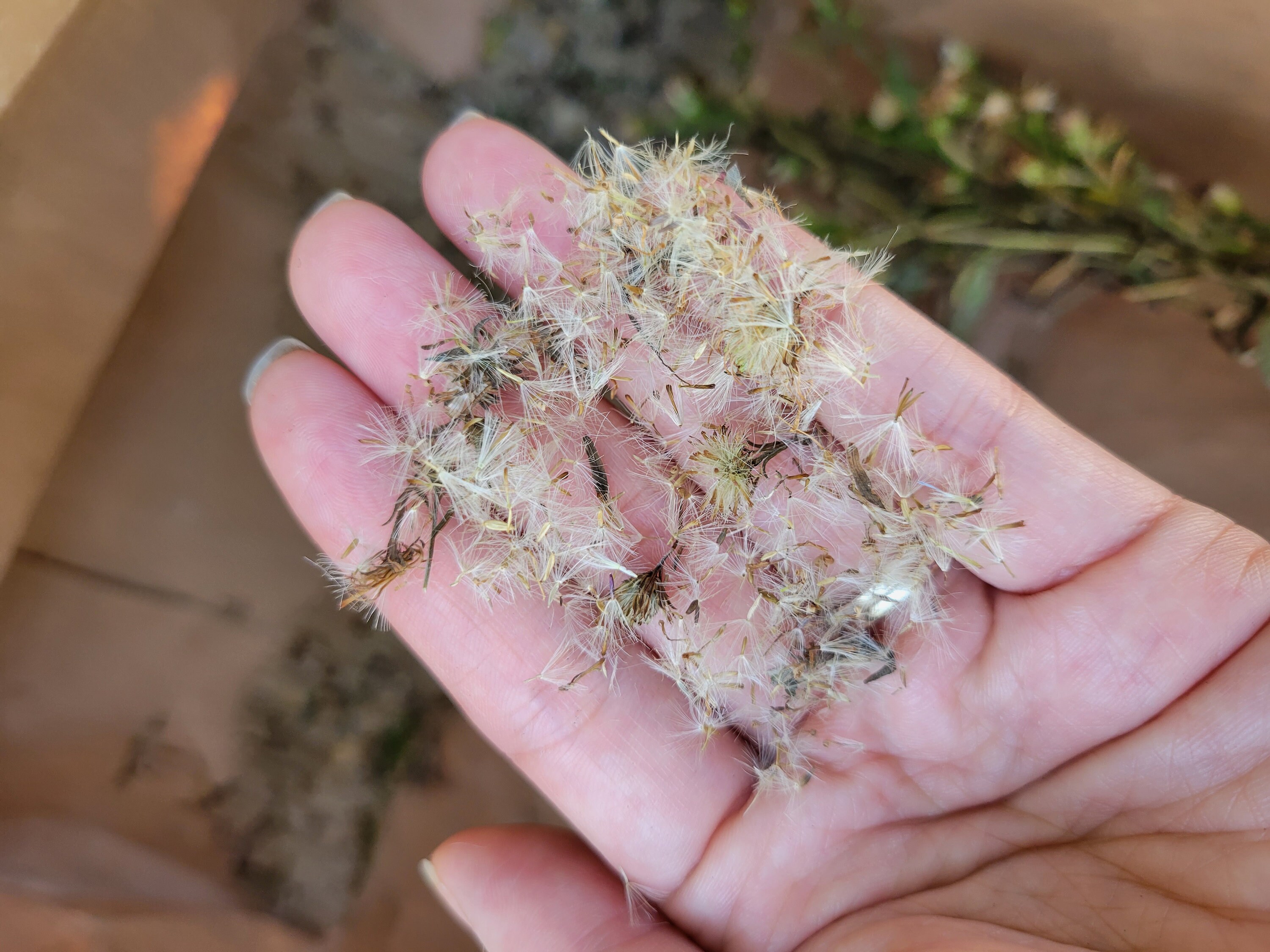 Sky Blue Aster Seeds - Great Native Flowers for Bees, Butterflies, and ...