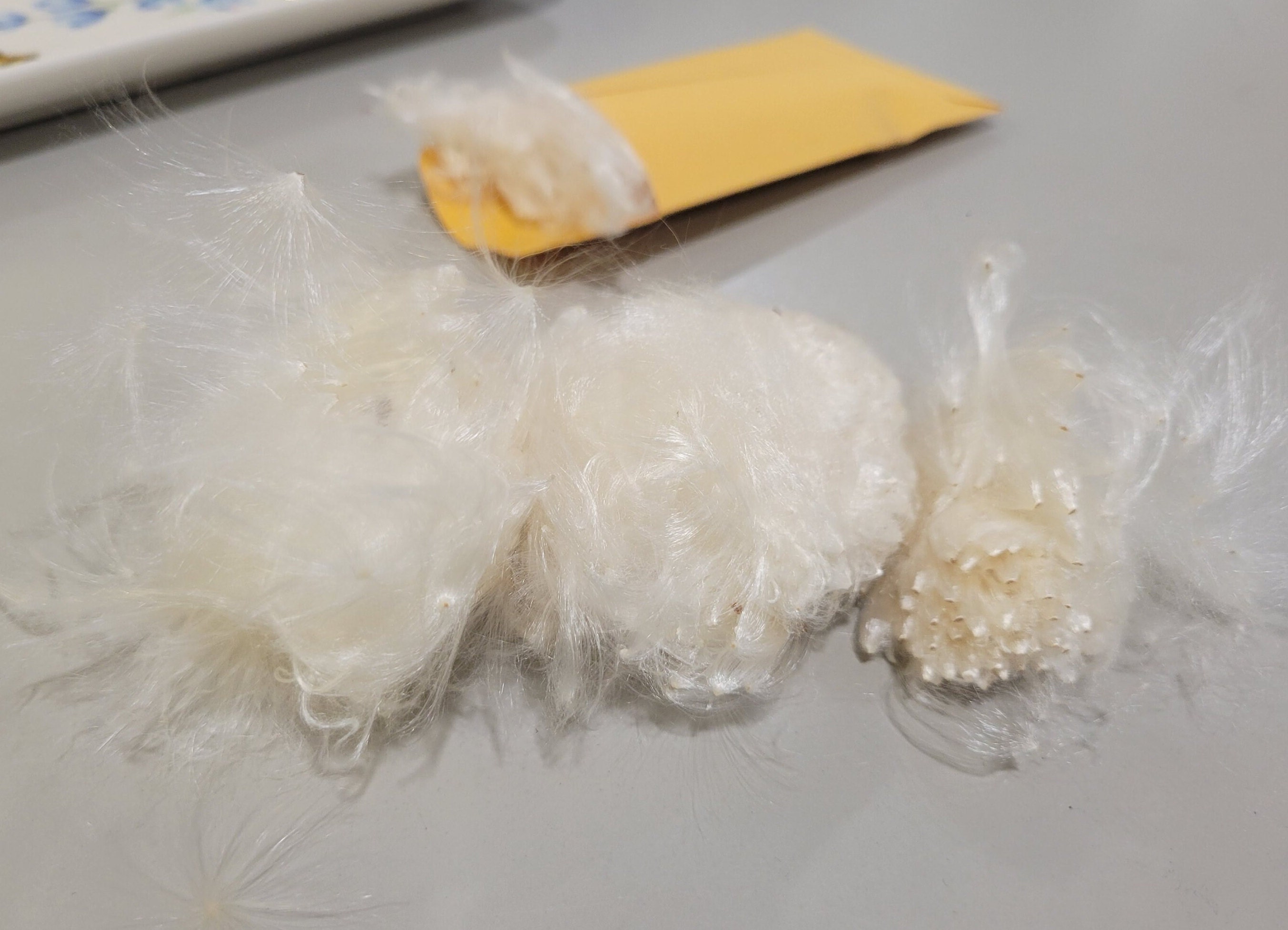 Common Milkweed Floss/silk/fluff - Track Wind Patterns for Hunting ...