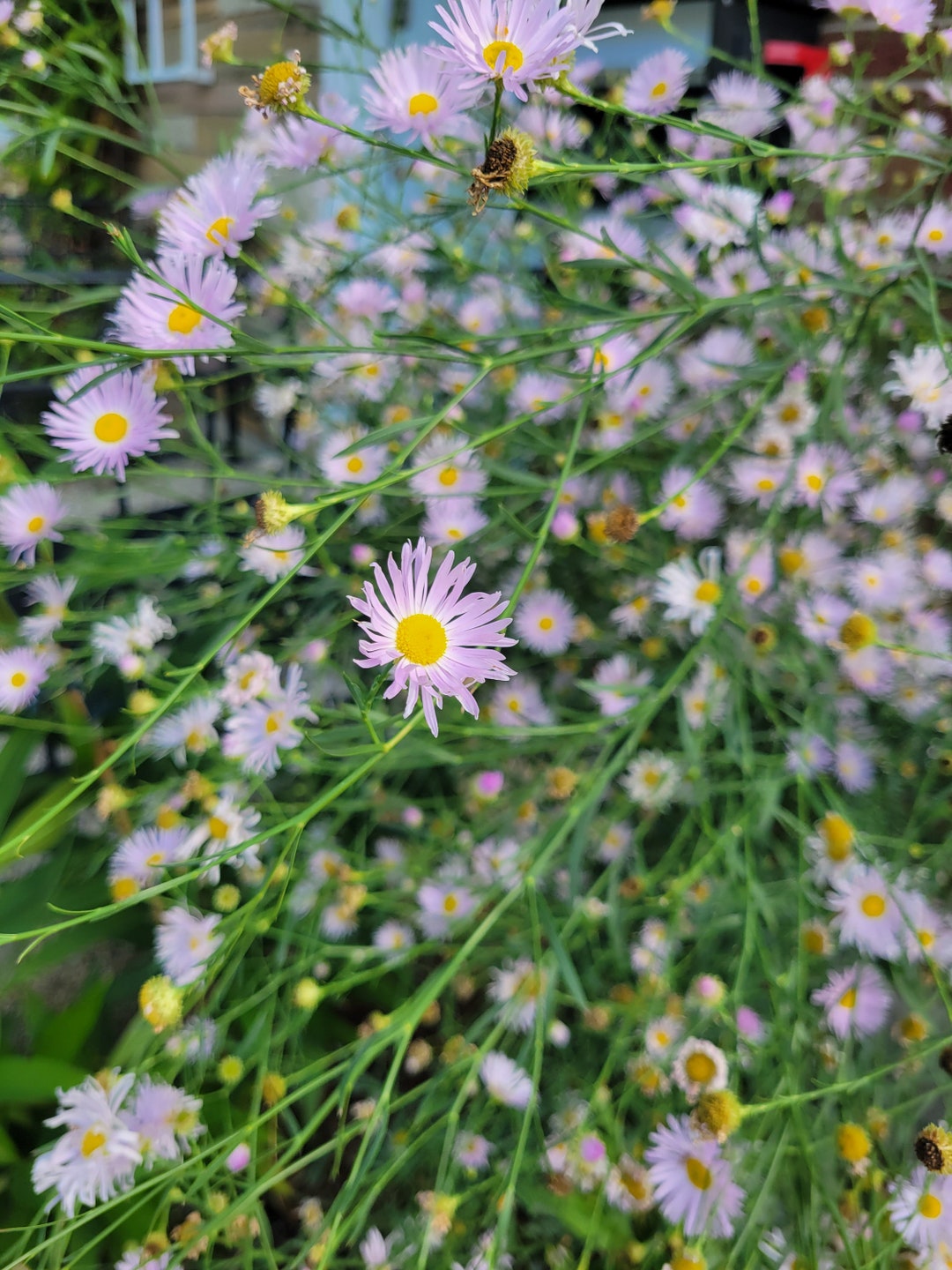 False Aster or Boltonia Seeds - 200 Seeds - Attract Bees, Butterflies ...