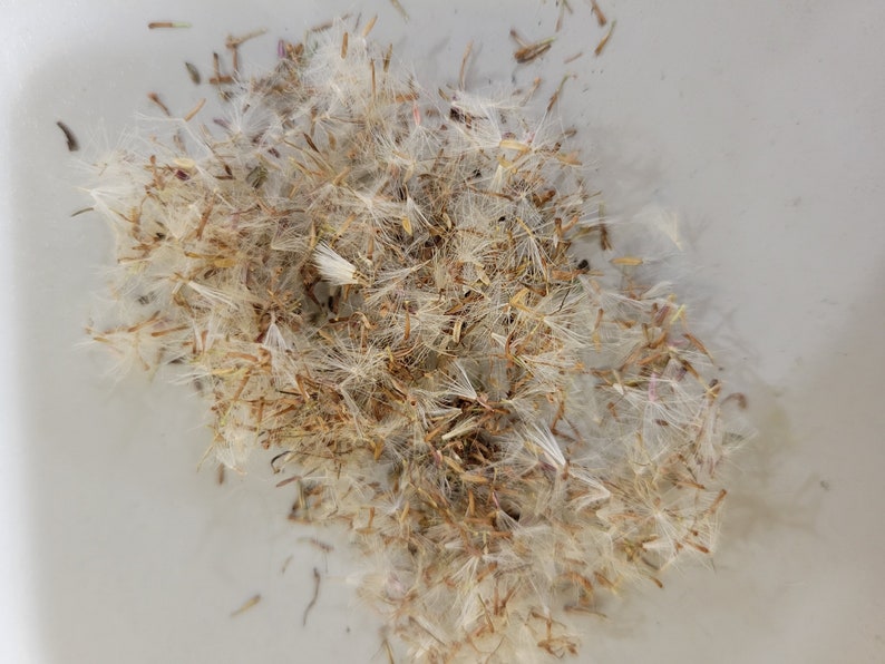 Sky Blue Aster Seeds - Great Native Flowers for Bees, Butterflies, and ...