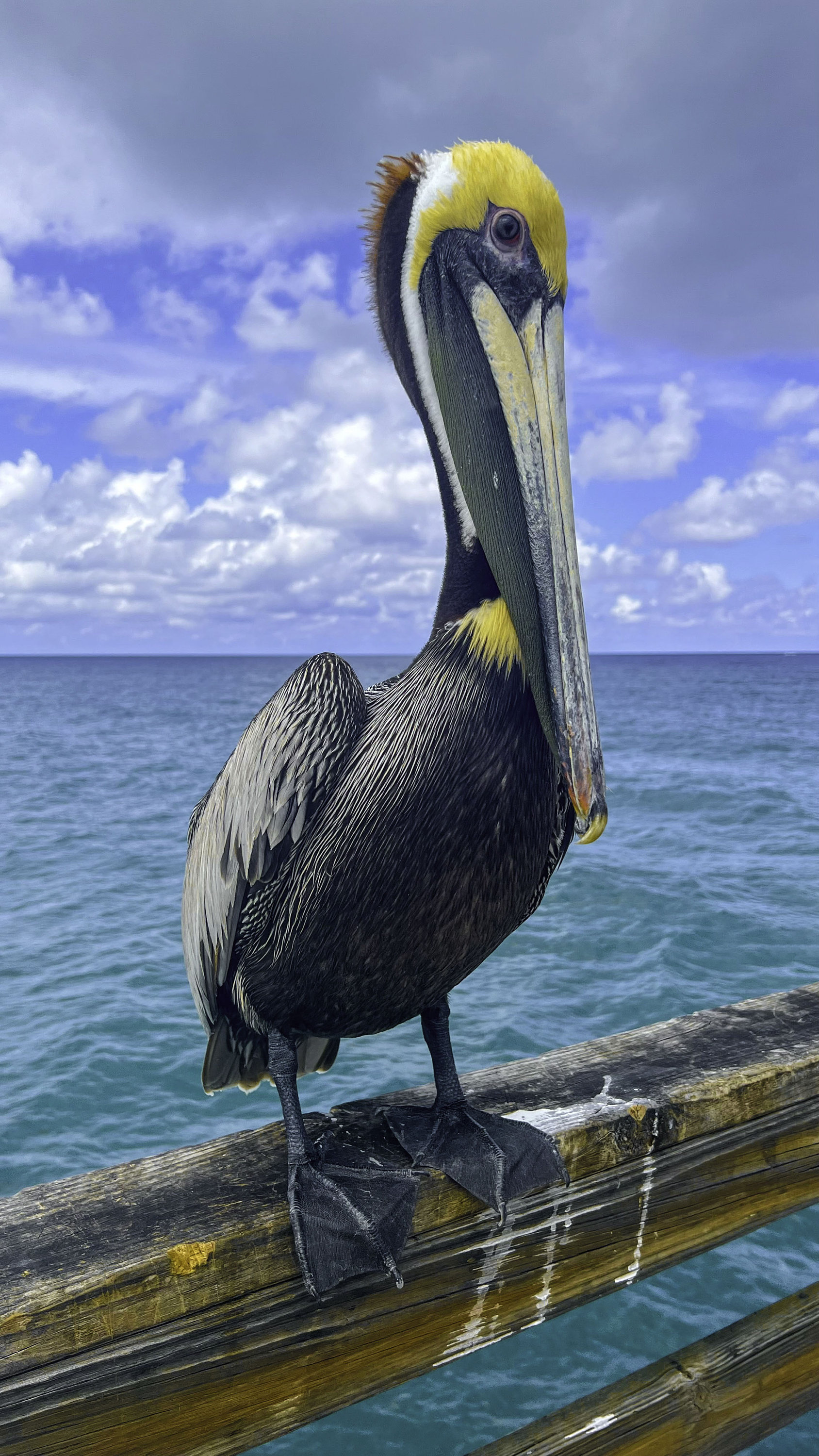 Colorful Pelican Digital Download - Etsy