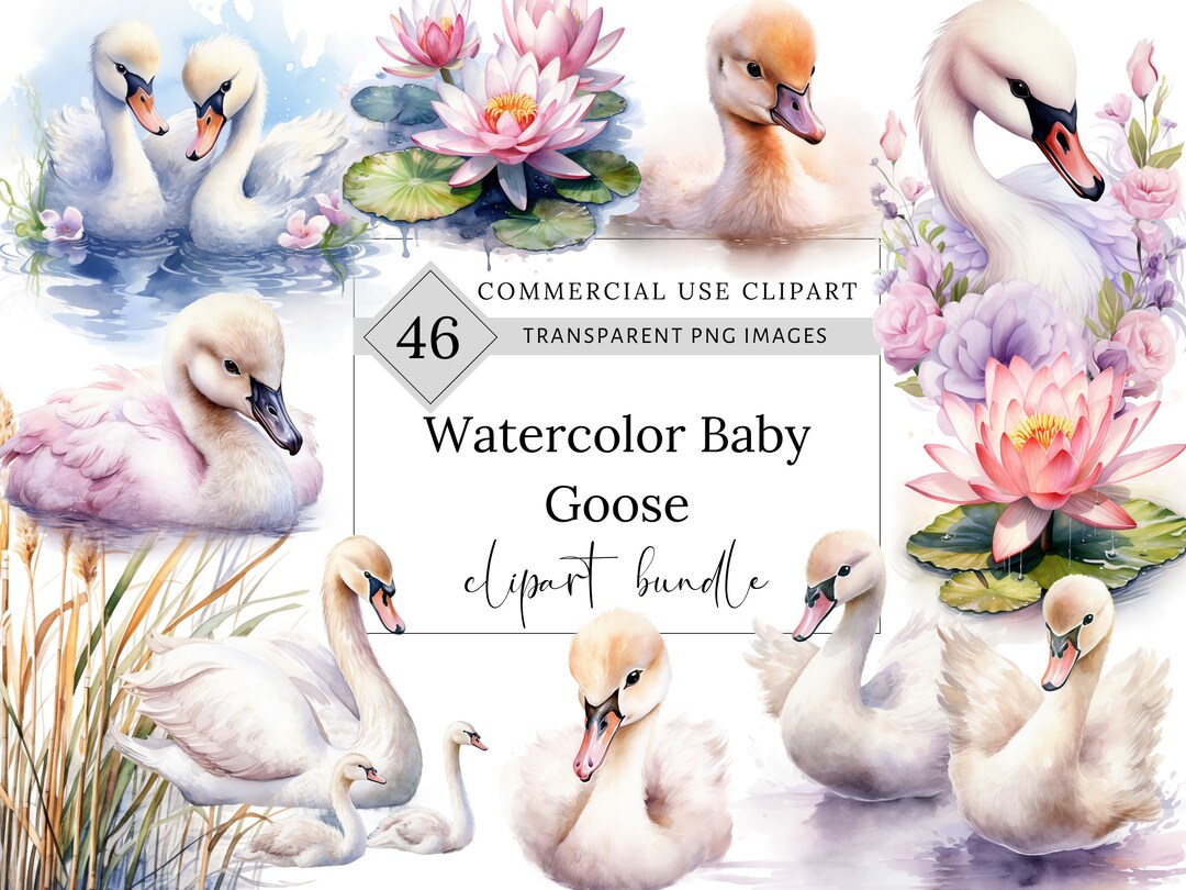 Watercolor Baby Swan Clipart Bundle, Swan Png, Watercolor Birds, Bird ...