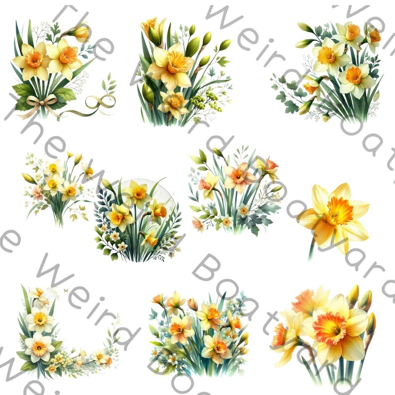10 Watercolour Daffodil Clipart Images | High-resolution Easter Art ...