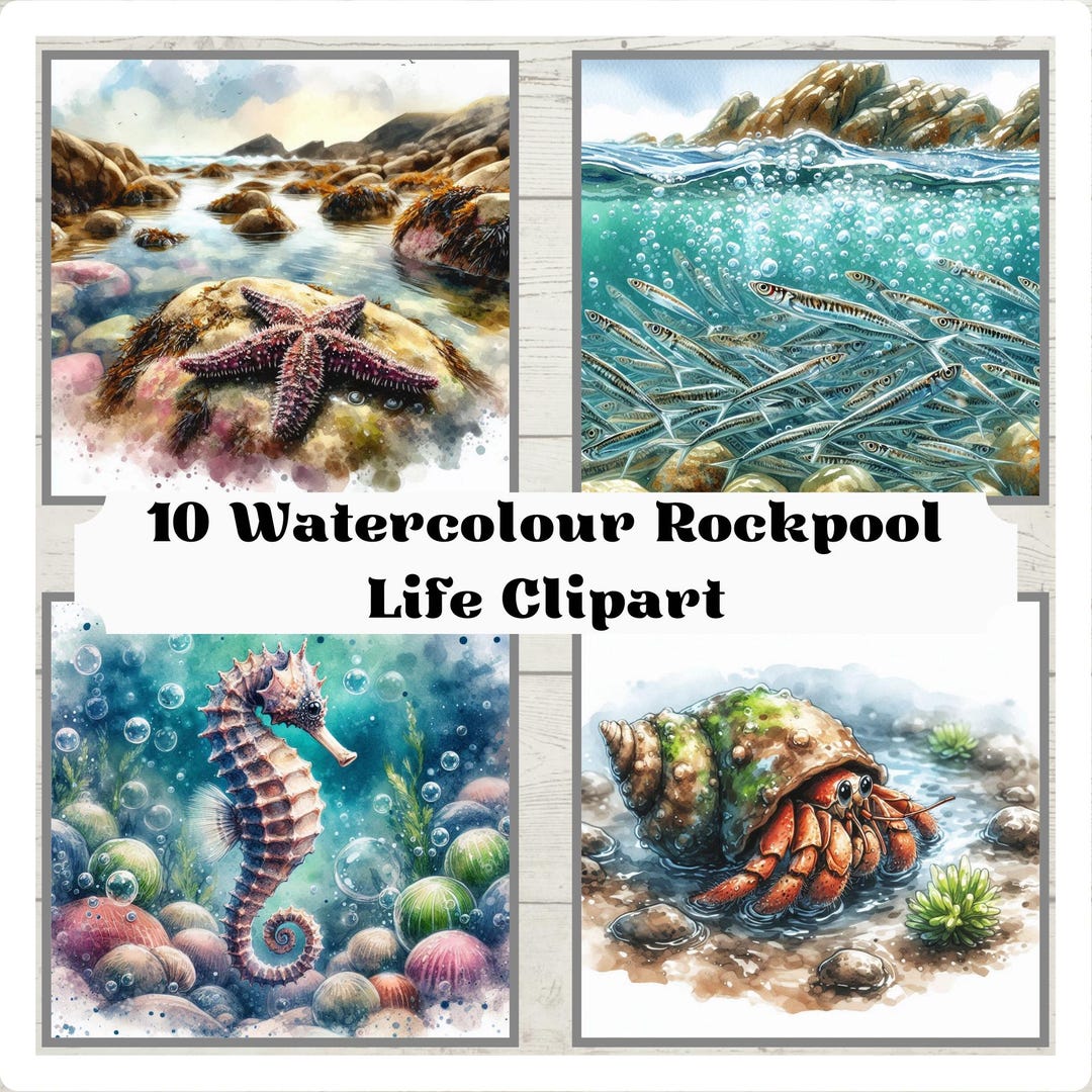 10 Watercolour Rockpool Creatures Clipart Seahorse Seaweed Crab ...