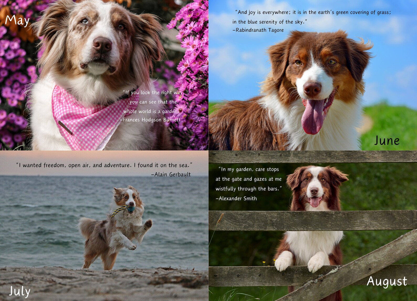Australian Shepherd 2024 Wall Calendar, Australian Shepherd Calendar ...