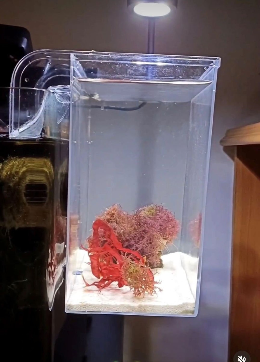 Marine Macro Algae Refugium Starter Pack - Etsy