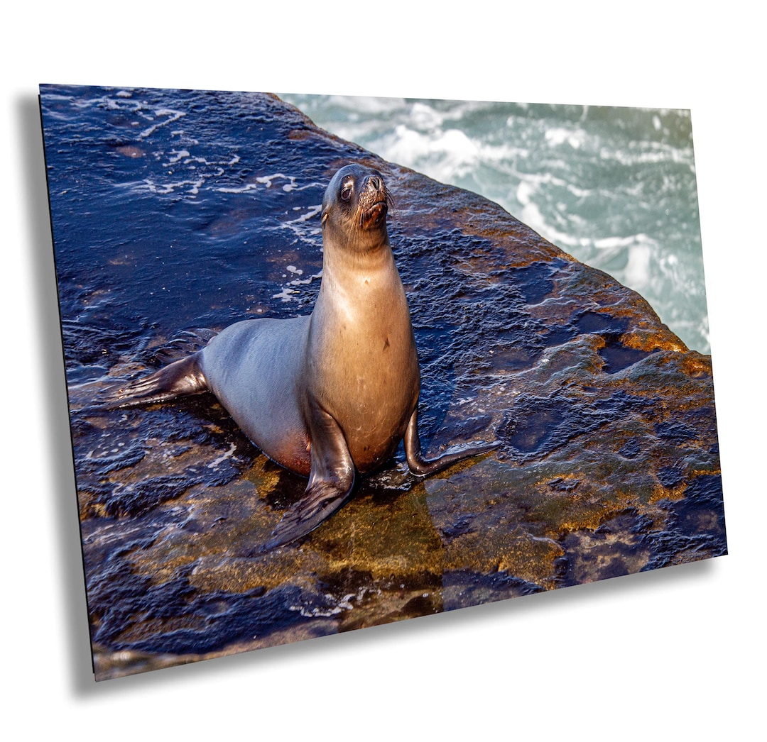 Seal Posing in La Jolla, Ca/beach/wildlife/ - Etsy
