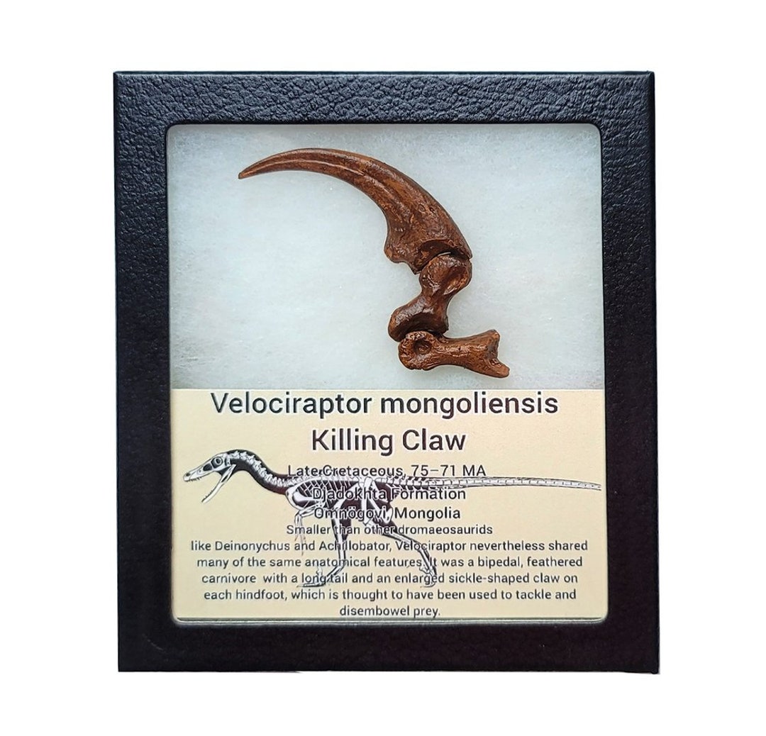 Velociraptor Mongoliensis Replica Killing Claw - Etsy
