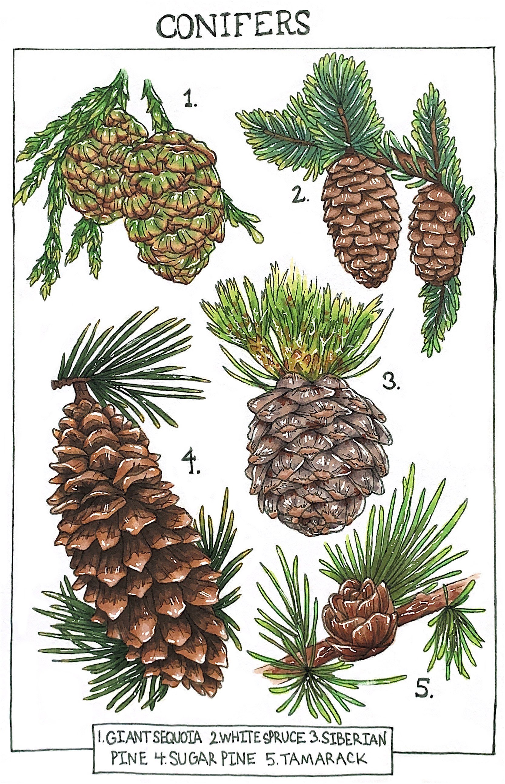 Conifers Field Guide Art Print, Museum Specimens - Etsy