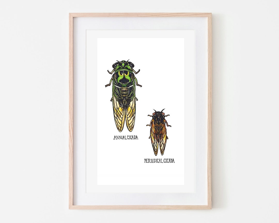 Cicadas Art Print, Annual and Periodical Cicada Museum Specimens - Etsy