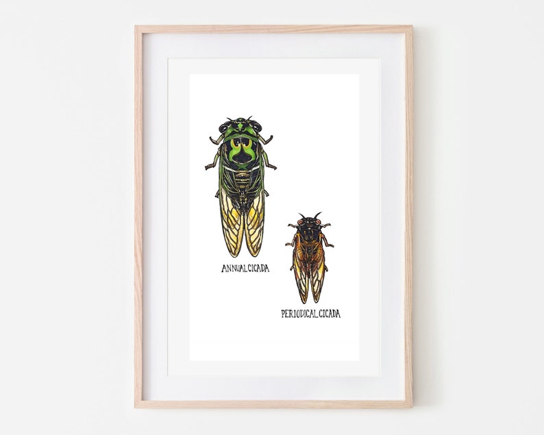 Cicadas Art Print, Annual and Periodical Cicada Museum Specimens - Etsy