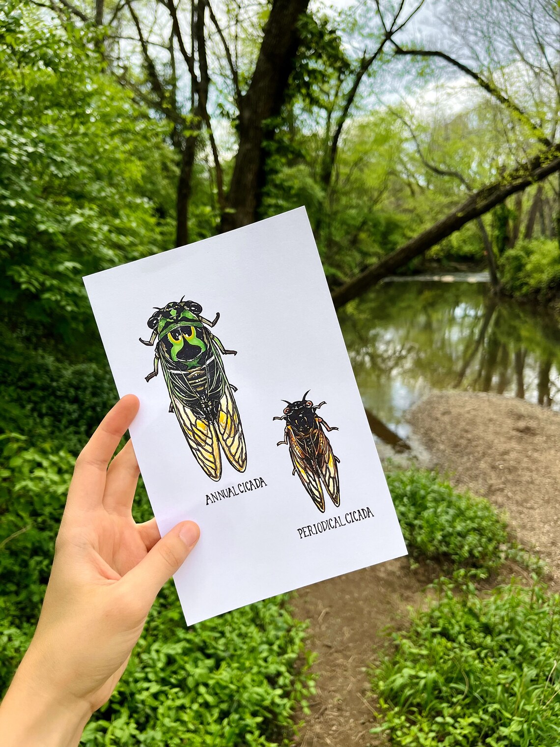 Cicadas Art Print, Annual and Periodical Cicada Museum Specimens - Etsy