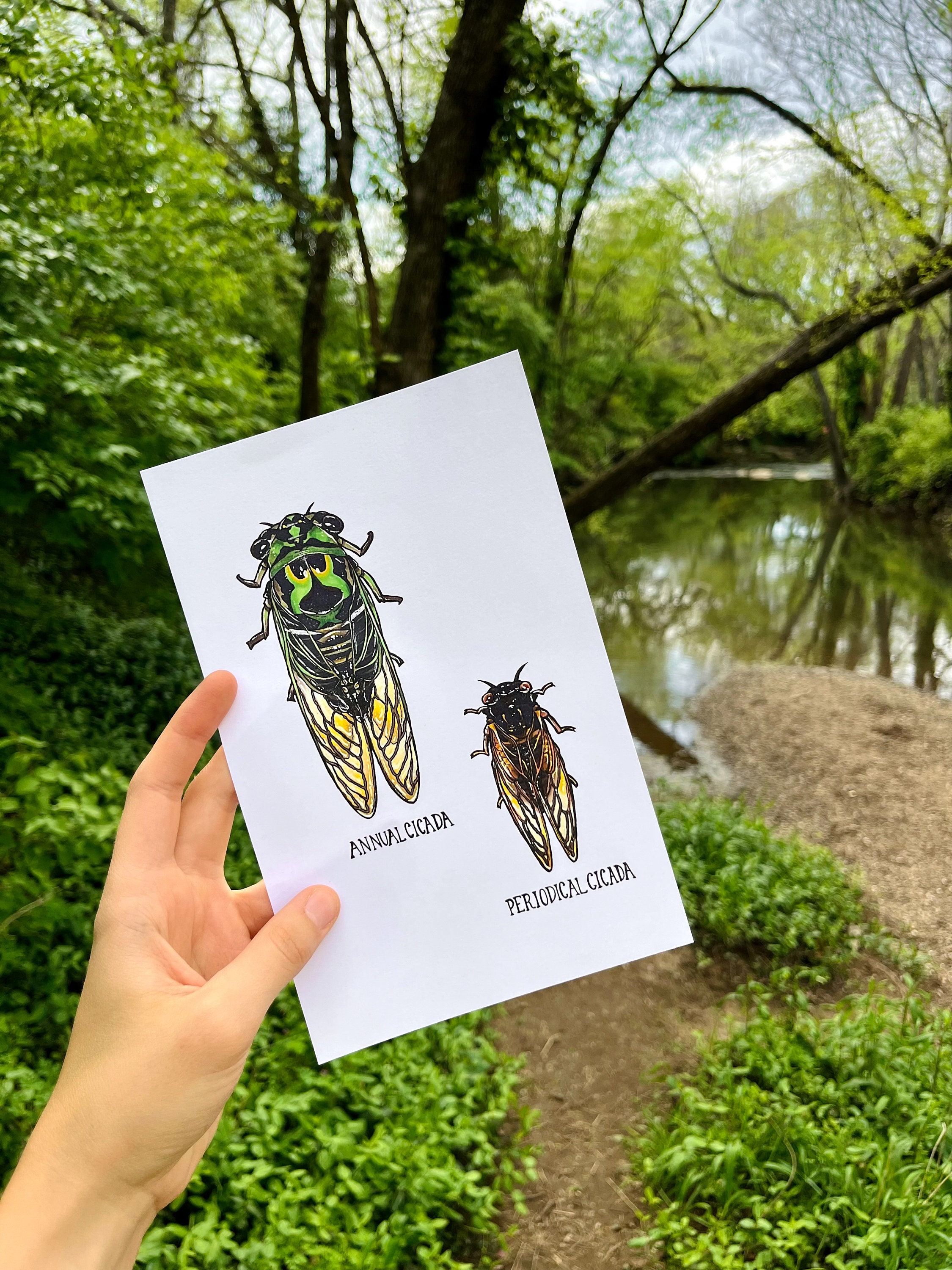 Cicadas Art Print, Annual and Periodical Cicada Museum Specimens - Etsy