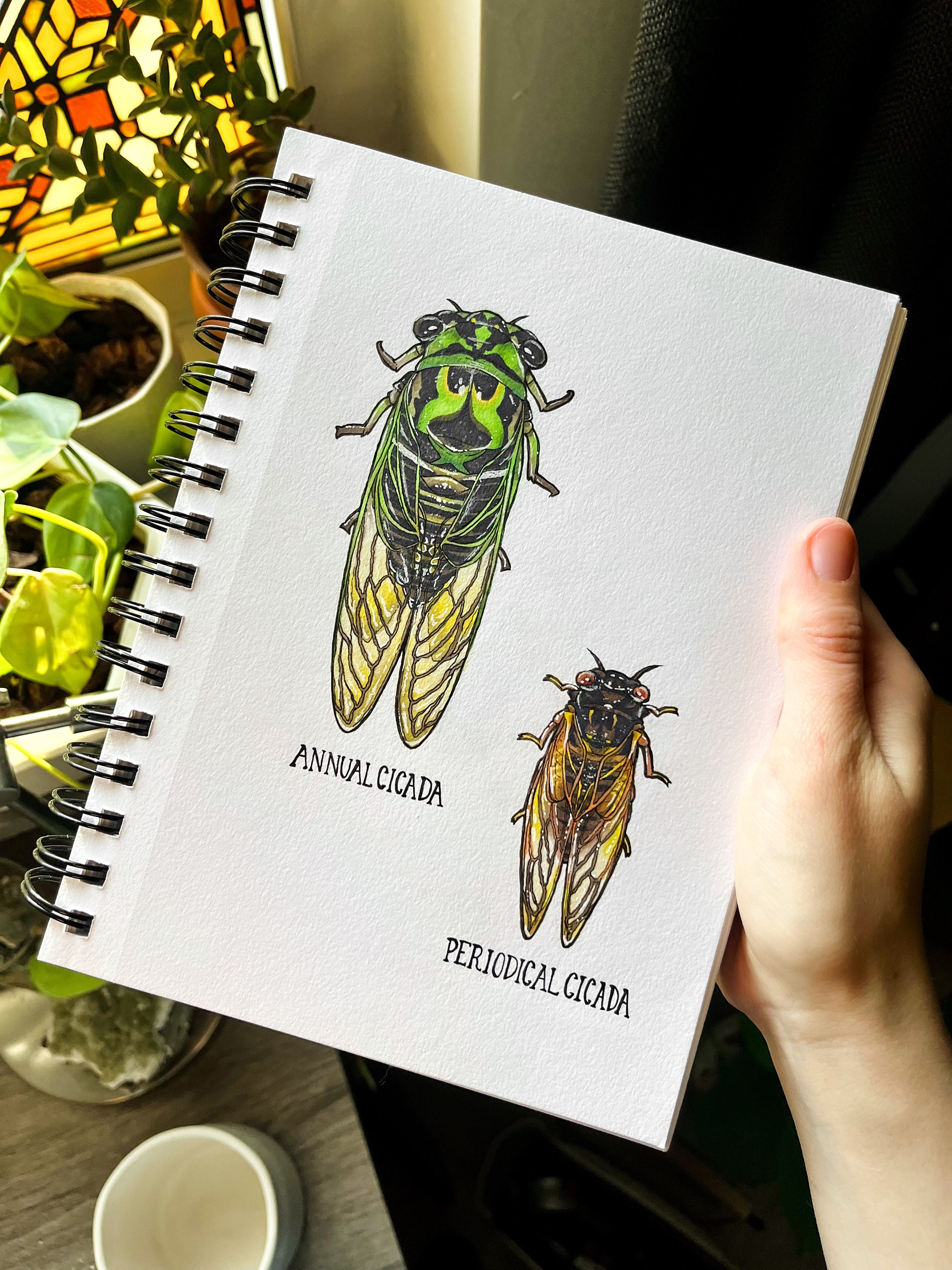 Cicadas Art Print, Annual and Periodical Cicada Museum Specimens - Etsy