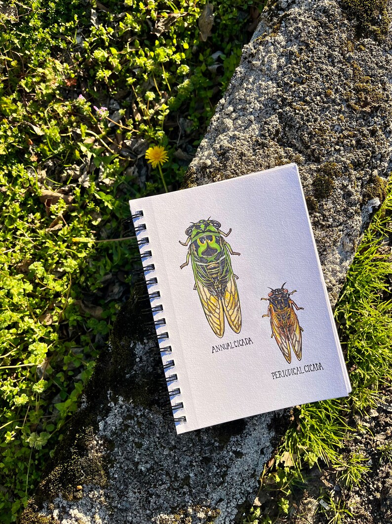 Cicadas Art Print, Annual and Periodical Cicada Museum Specimens - Etsy