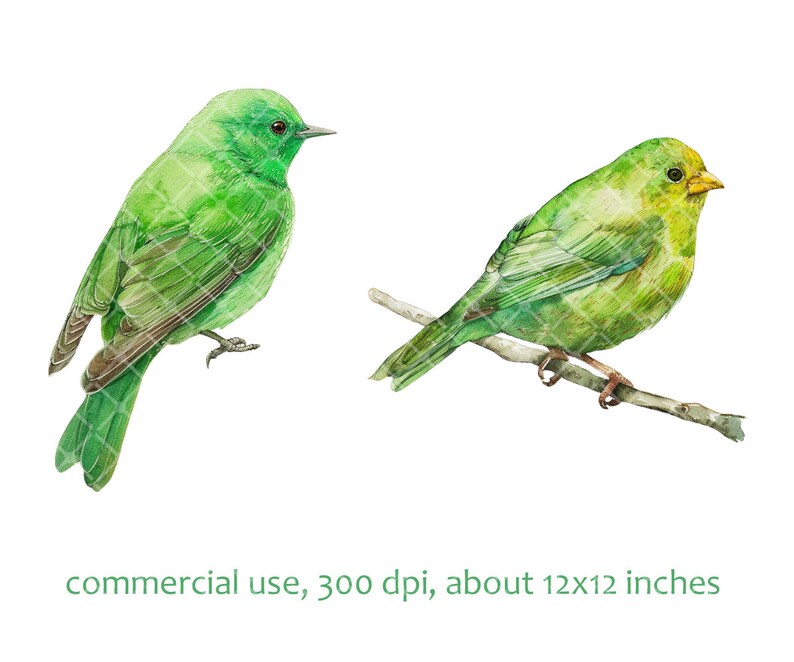 10 Watercolor Green Bird on A Branch Clipart, Printable Greenbird ...