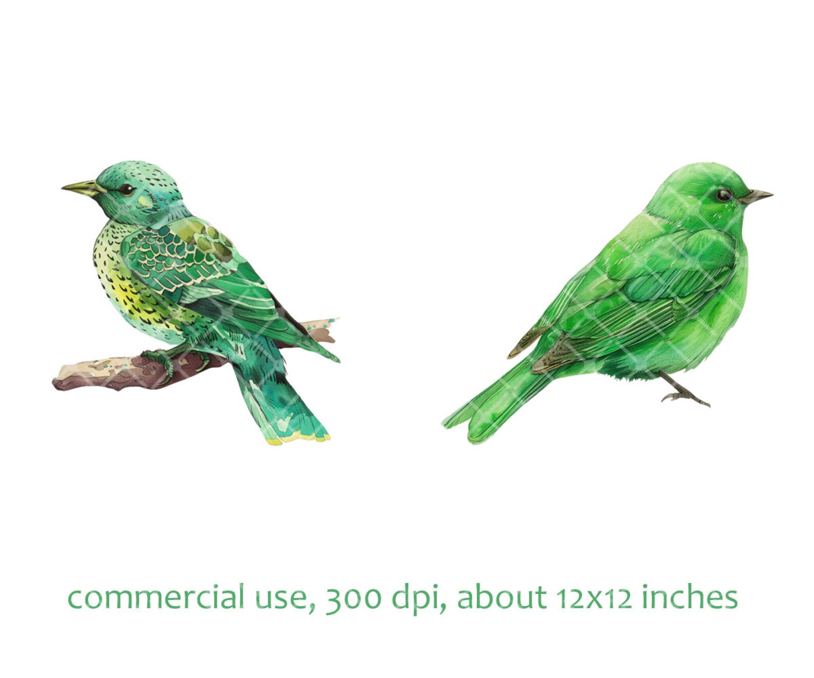 10 Watercolor Green Bird on A Branch Clipart, Printable Greenbird ...