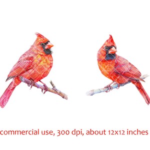 Watercolor Red Cardinal Clipart: Printable Bird PNG (digital Download ...