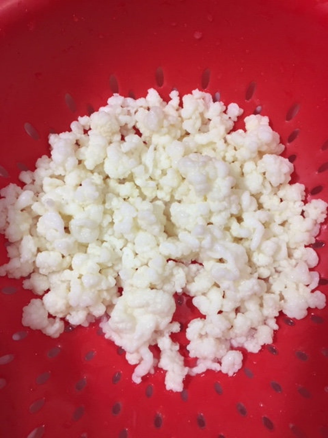 Live Organic Milk Kefir Grains 1 Tablespoon Probiotic Culture Starter ...