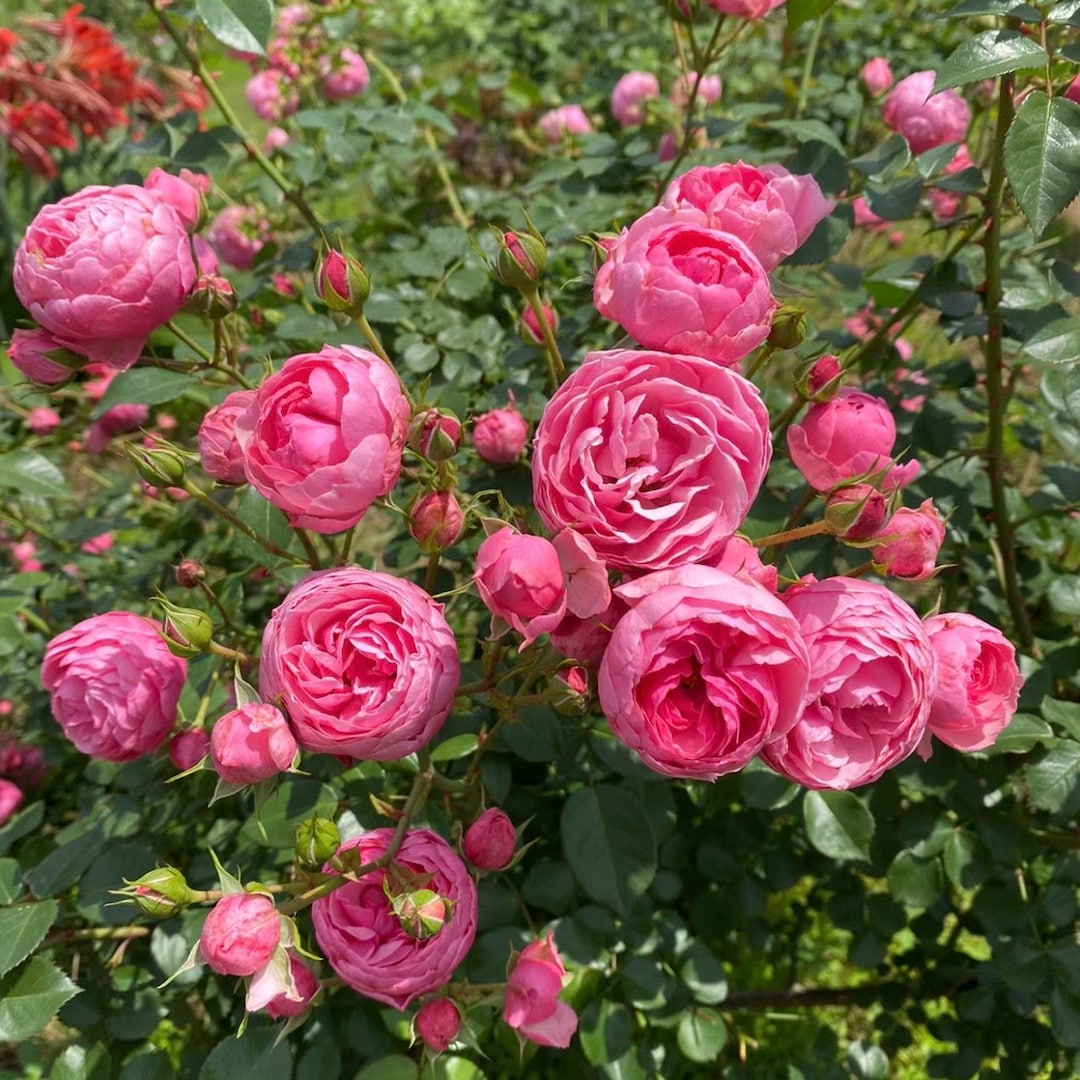 Rose pomponella Rare Climbing Rose Live Plant Own Root - Etsy