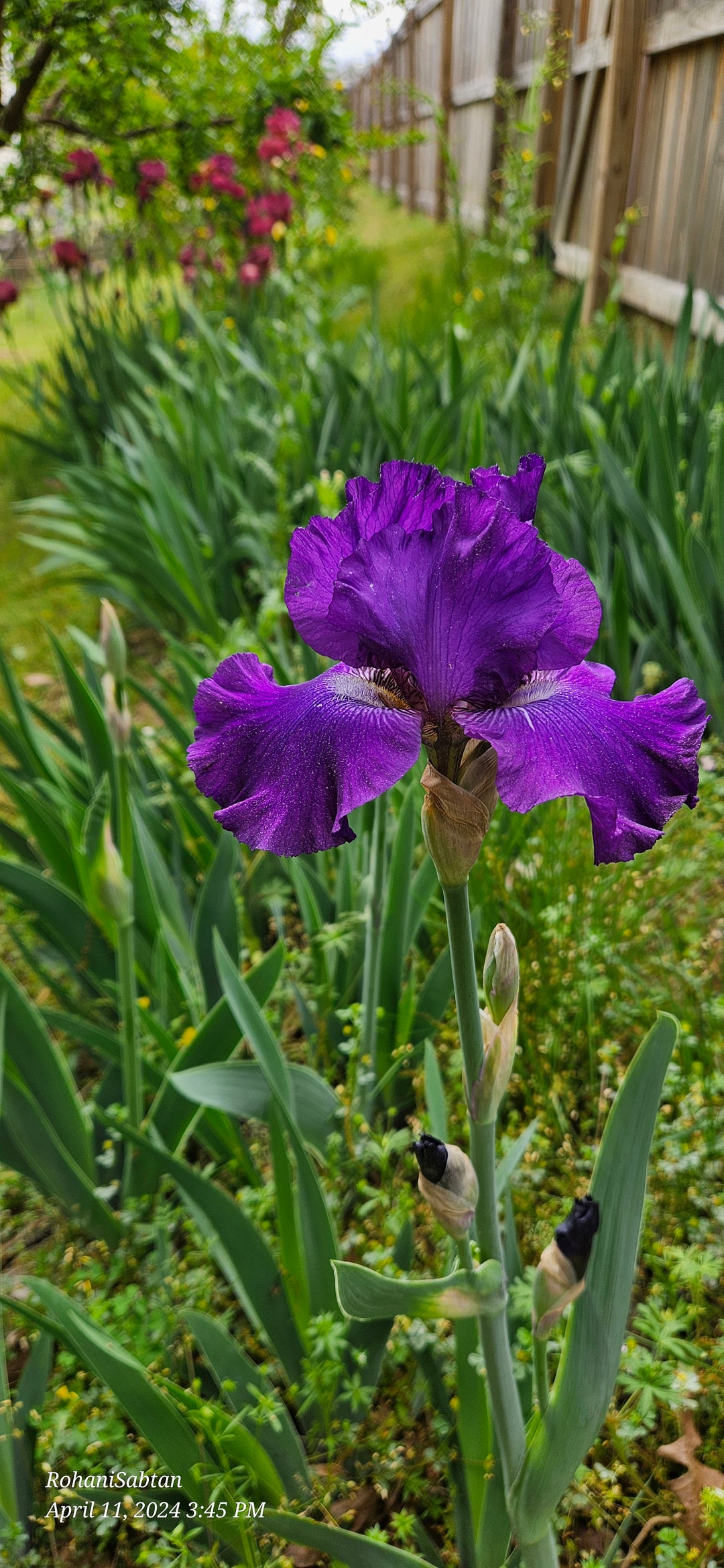 2 Rhizomes German Bearded Iris ,white,purple,yellow, My Friend Jonathan ...