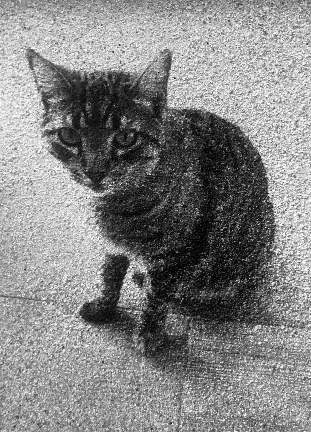 Hand-done Cat Portrait, Art Memorial, Art Commission, Customized Black ...