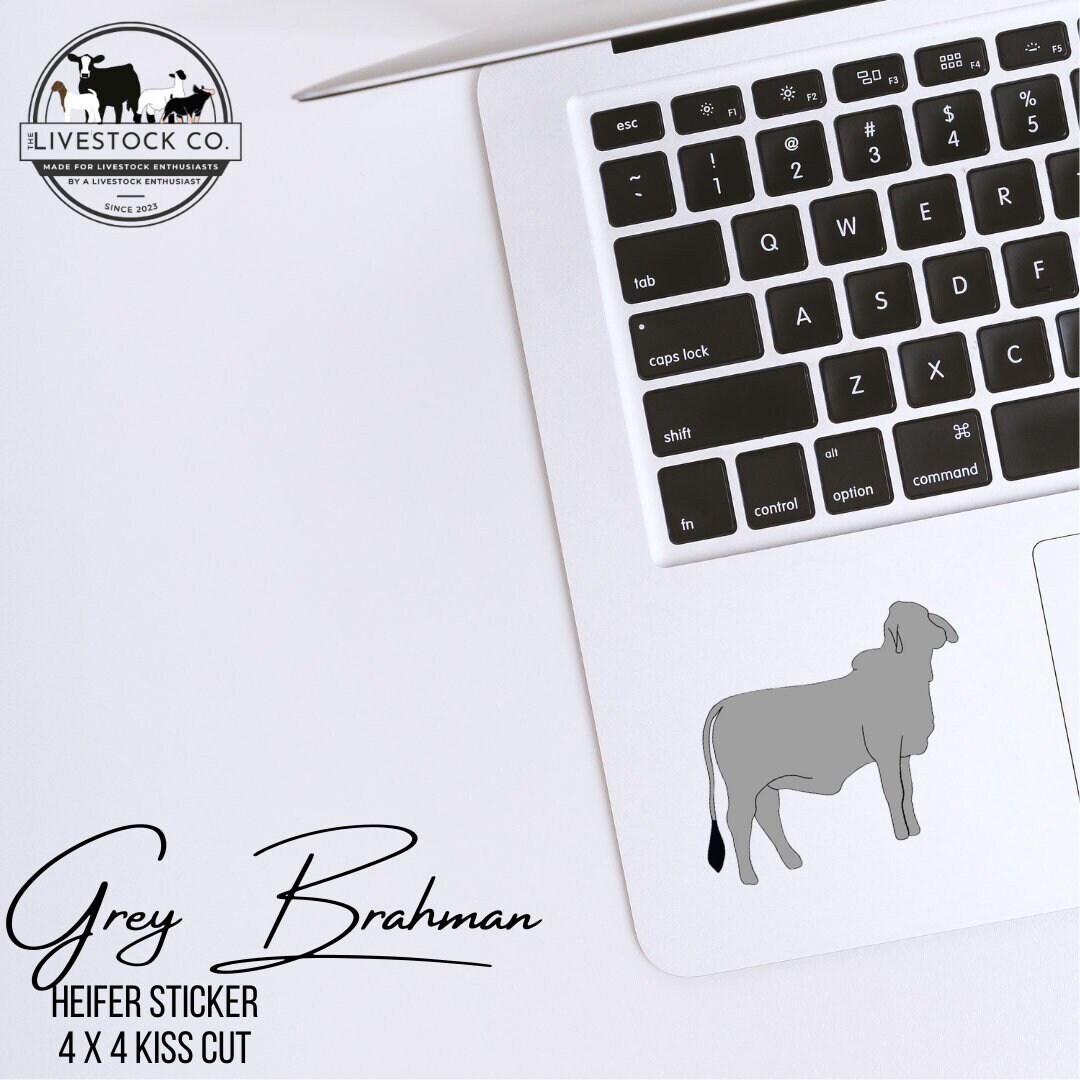 Brahman Sticker, Grey Brahman Sticker, Show Heifer Sticker, Show Cattle ...