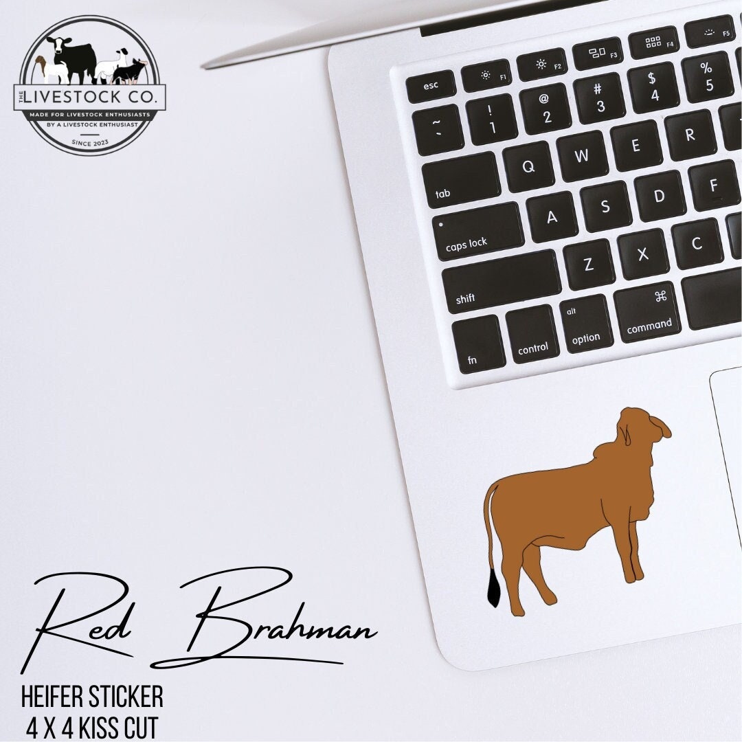 Brahman Sticker, Red Brahman Sticker, Show Heifer Sticker, Show Cattle ...