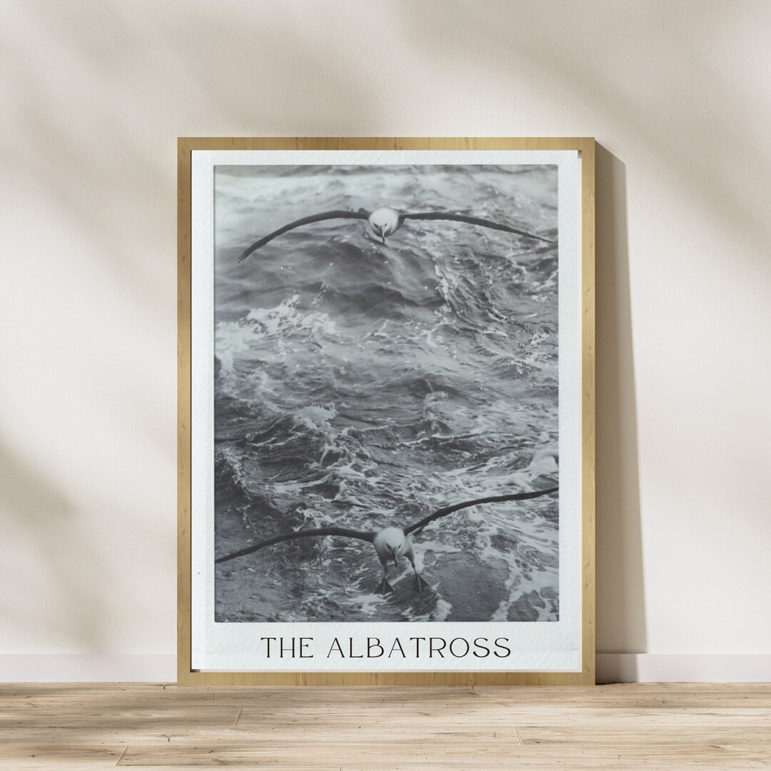 Taylor Swift Poster the Albatross Digital Download Print Swiftie Merch ...