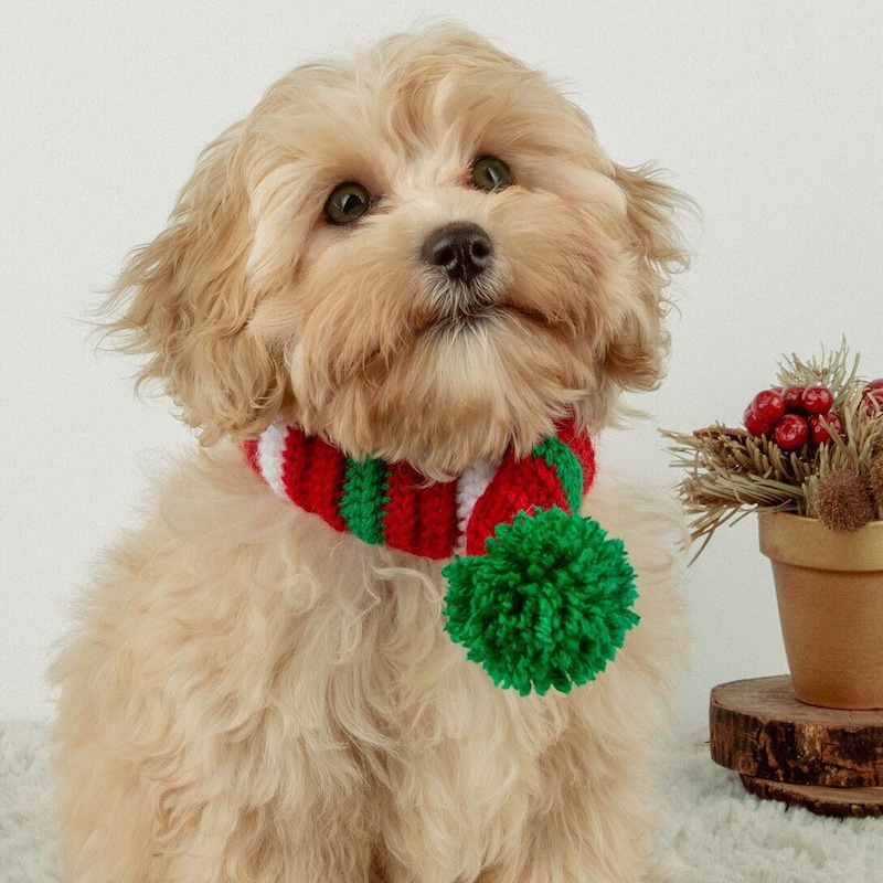 Knitted Dog Scarf - Etsy