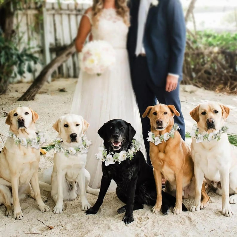 Elegant Dog Wedding Flower Collar & Pearl Leash Set – Faux Floral ...