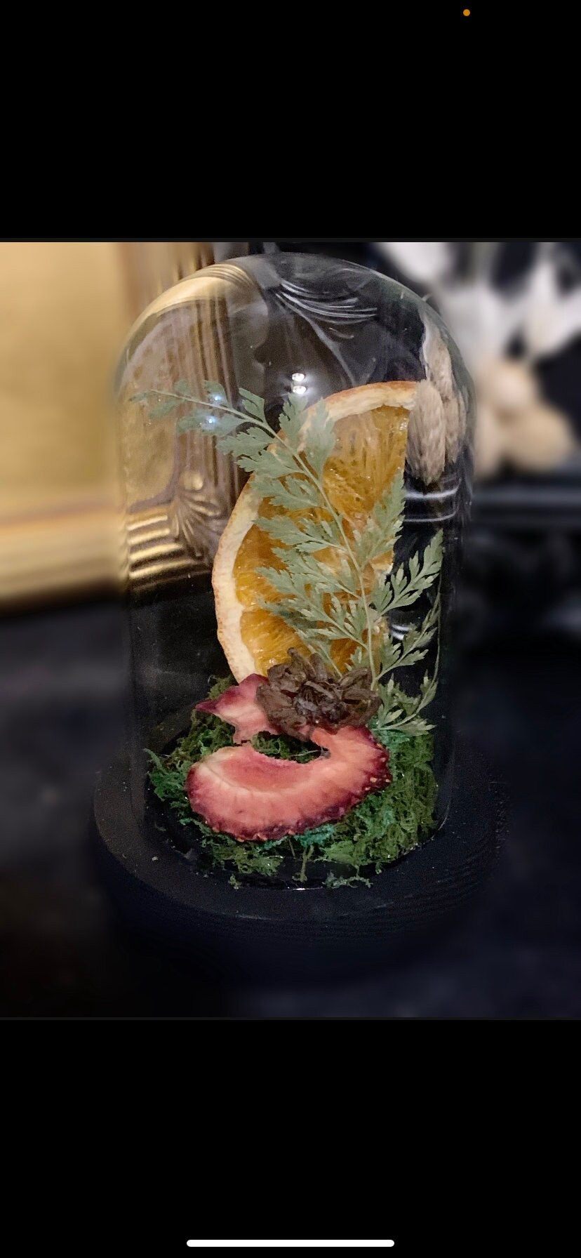 Wolf Spider Taxidermy in Dome Glass Jar - Etsy