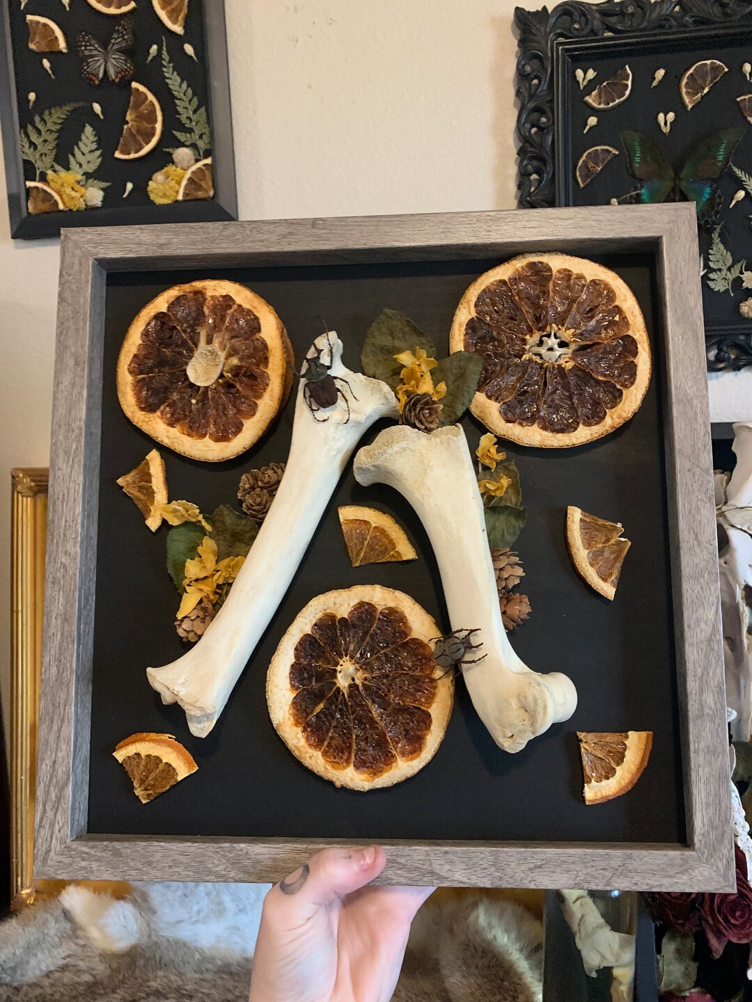 Deer Leg Bones With Stag Beetles in a 3D Frame - Etsy