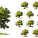 Trees Illustration Hand Paint Clipart. Colorful Tree PNG No Background ...