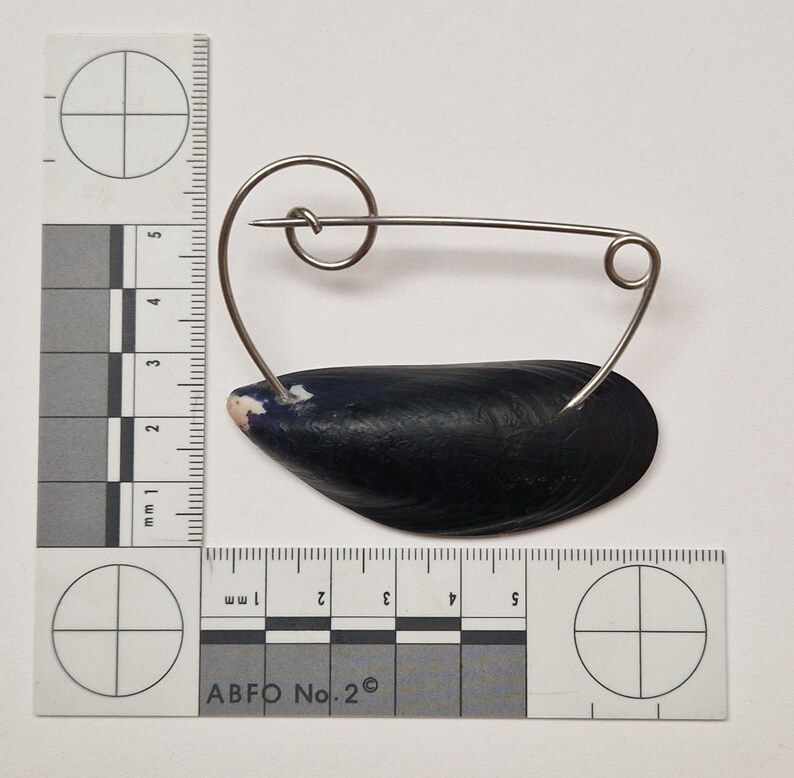 Lovers Eye. Mussel Shell, Kilt Pin Brooch, With Drawring & Pearls ...