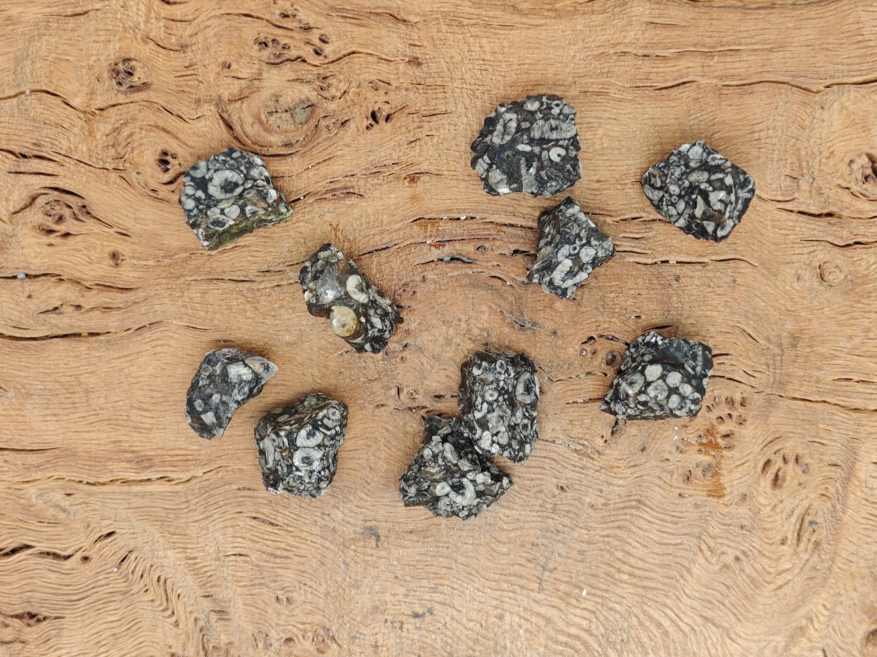 Crinoid Fossil Rough Stone - Raw Crinoid Fossil Crystals - Rocks - Bulk ...