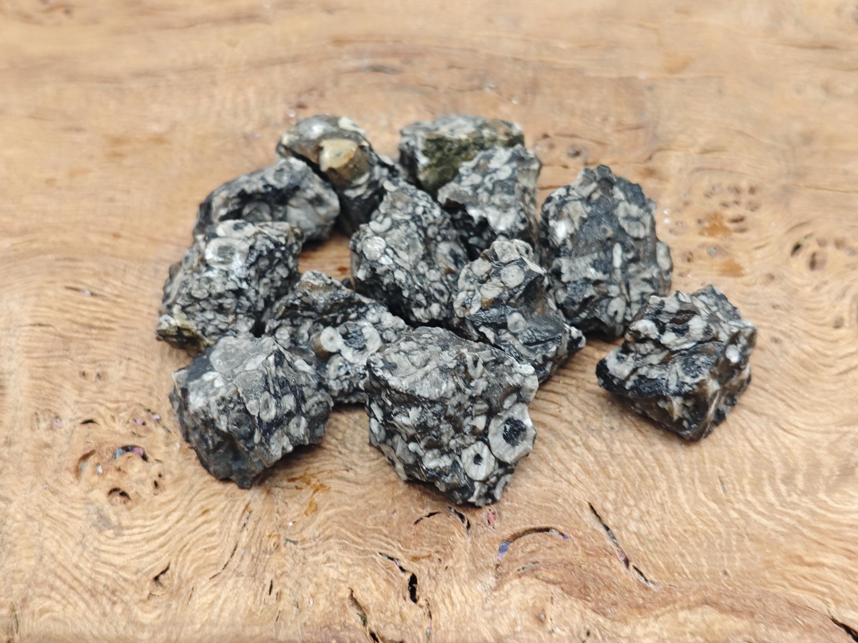 Crinoid Fossil Rough Stone - Raw Crinoid Fossil Crystals - Rocks - Bulk ...