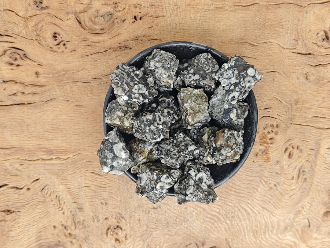 Crinoid Fossil Rough Stone - Raw Crinoid Fossil Crystals - Rocks - Bulk ...