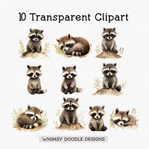 Watercolor Raccoon Clipart, Cute Forest Animal Illustrations, Digital ...