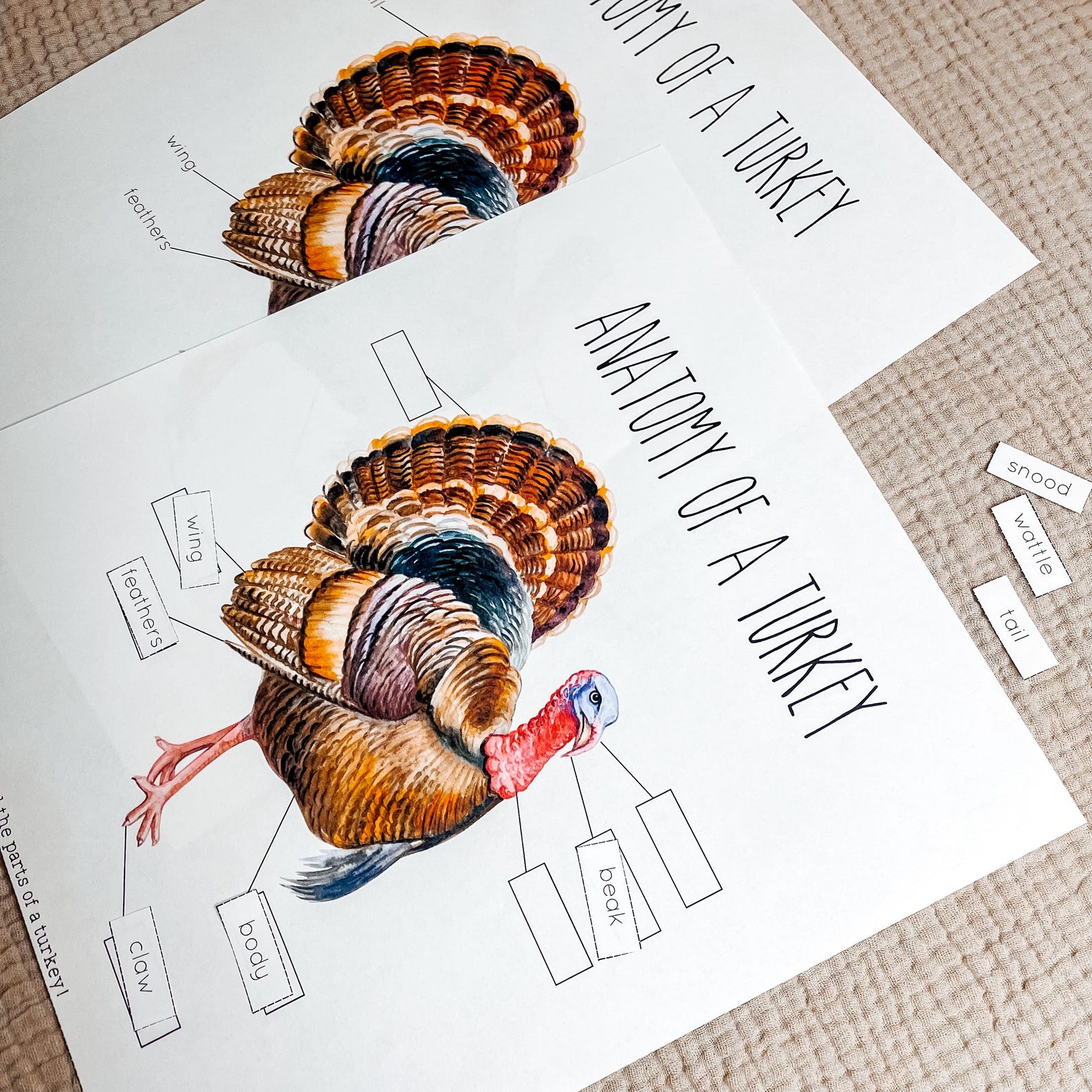 Thanksgiving Learning Unit: Preschool & Kindergarten Printable (instant ...