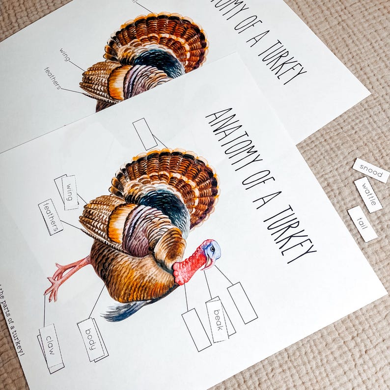 Thanksgiving Preschool and Kindergarten Study Unit for Fall and Autumn ...