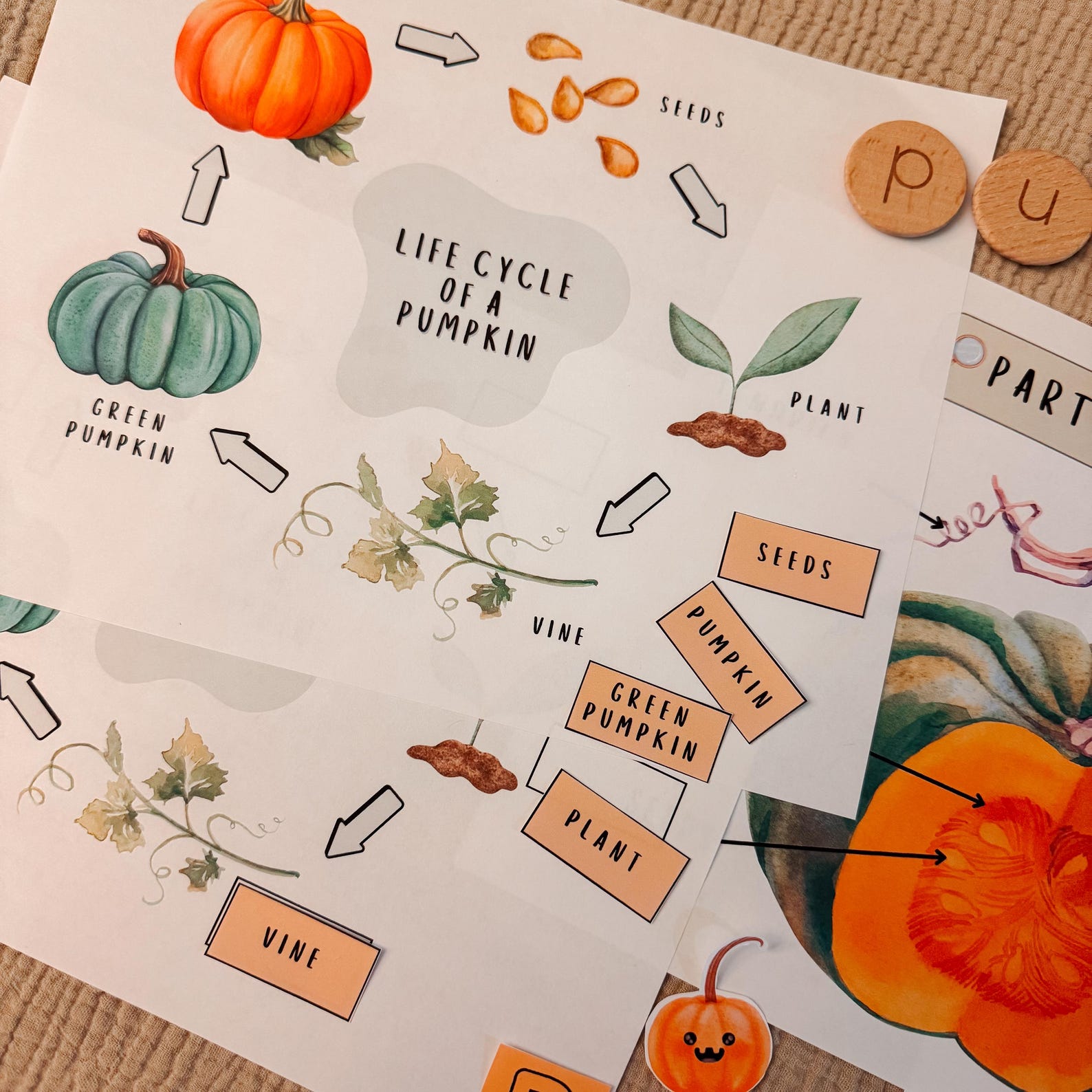 Mini Pumpkin Homeschool Study Unit for Fall and Autumn, Montessori ...