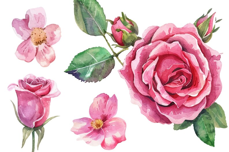 Watercolor Roses Clipart, Pink Flower Clipart, Premade Rose Clipart ...