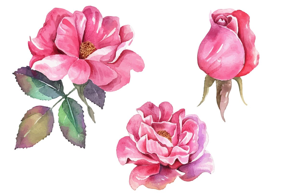 Watercolor Roses Clipart, Pink Flower Clipart, Premade Rose Clipart ...