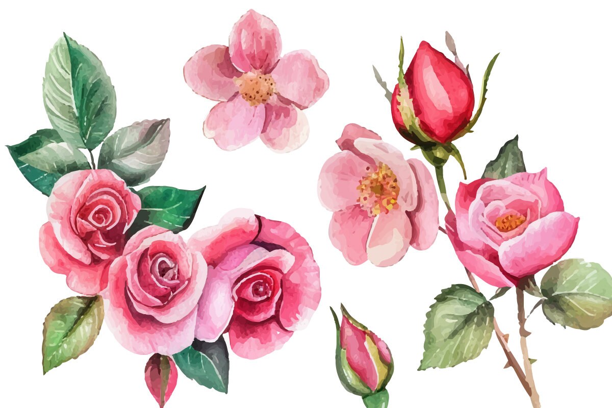 Watercolor Roses Clipart, Pink Flower Clipart, Premade Rose Clipart ...