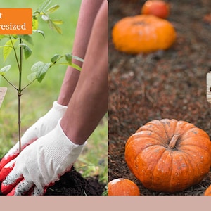 Garden Markers,garden Pick Svg,plant Stakes Template,plant Pick Labels ...