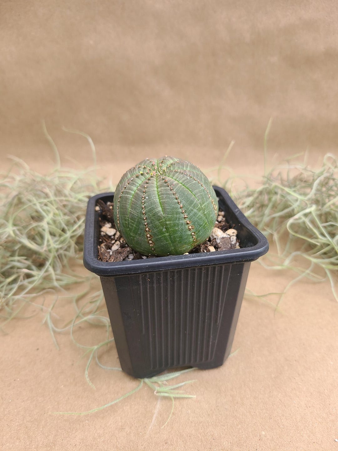 Euphorbia Obesa - Etsy